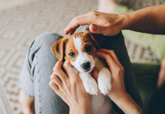 Que choisir, un chien mâle ou femelle ? - Bien choisir son chien