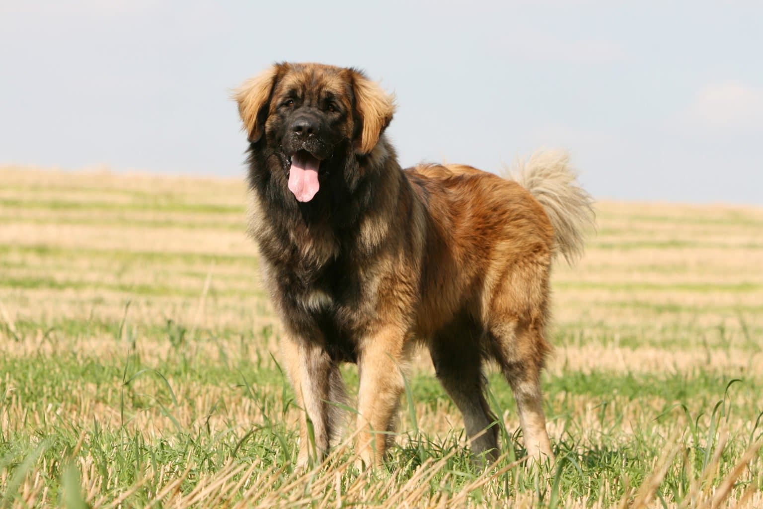 Leonberg : caractère, origine, prix, éducation et conseils