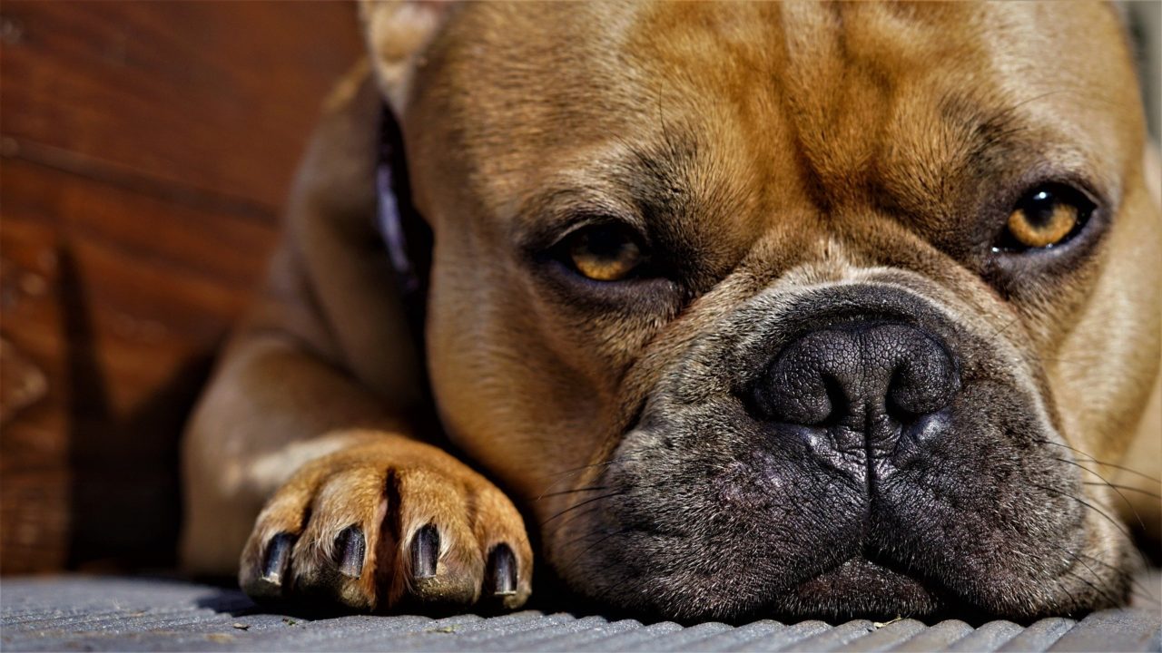 Pelade du chien : traitements et remèdes - Nosamisleschiens.fr