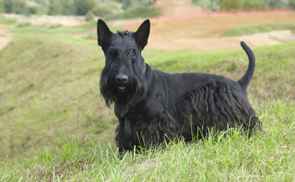 Chow-chow : caractère, origine, prix, éducation et conseils - Race de chien