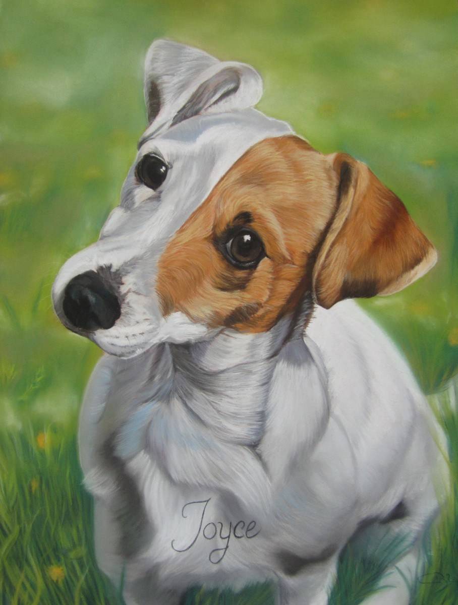 Jack Russell : caractère, origine, prix, éducation et conseils