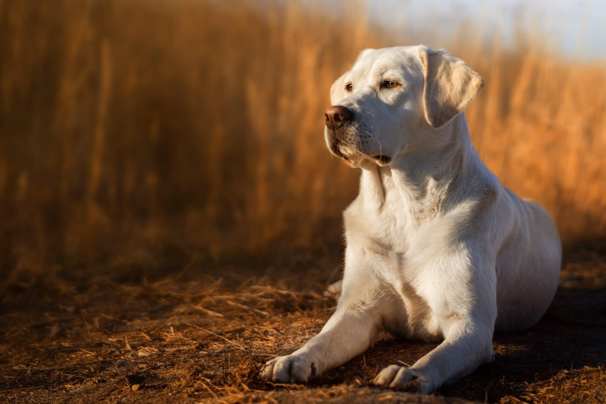 Labrador Retriever : caractère, origine, prix, éducation et conseils