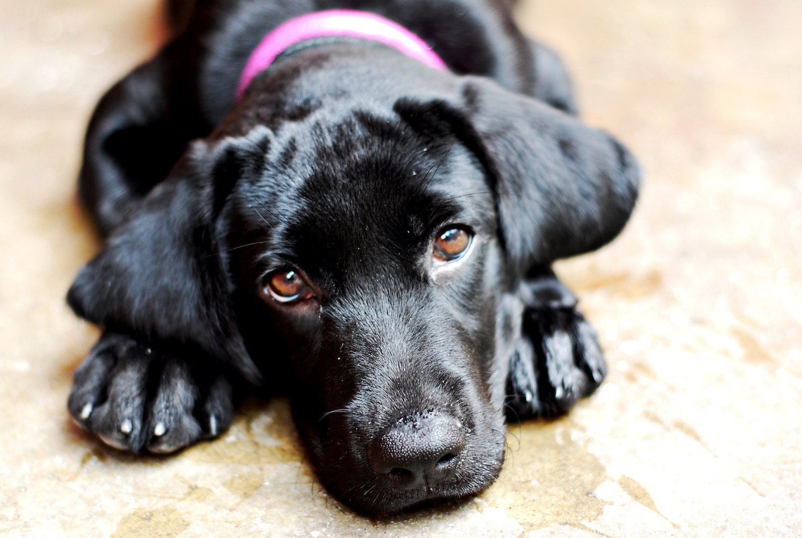 Labrador Retriever Caract re Origine Prix ducation Et Conseils Labrador Retriever Caract re Origine Prix ducation Et Conseils